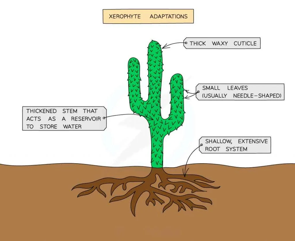 Xerophytes Characteristics Xerophytes | PPT